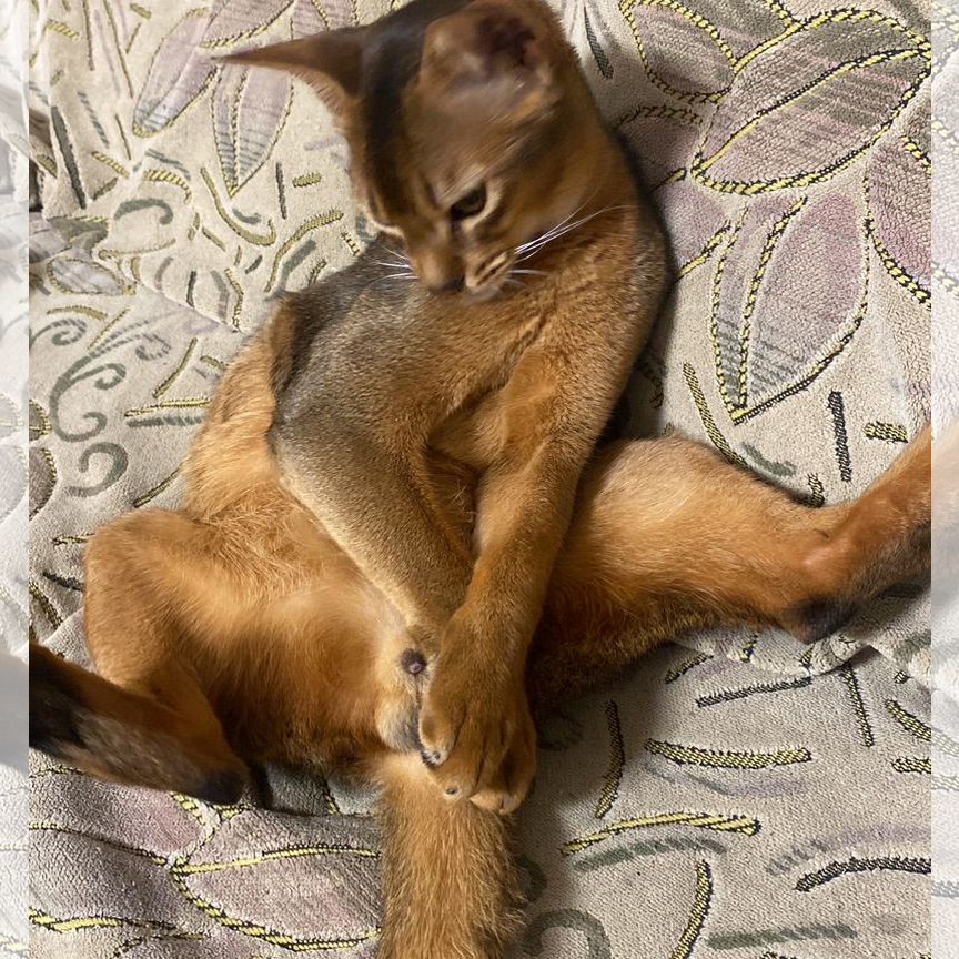 Абисинский кот вязка