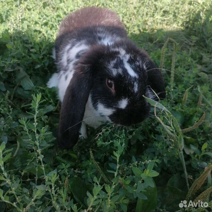 Кролики породы баран