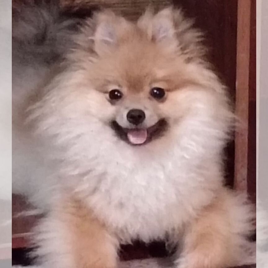 Померанский шпиц, взрослый пёс