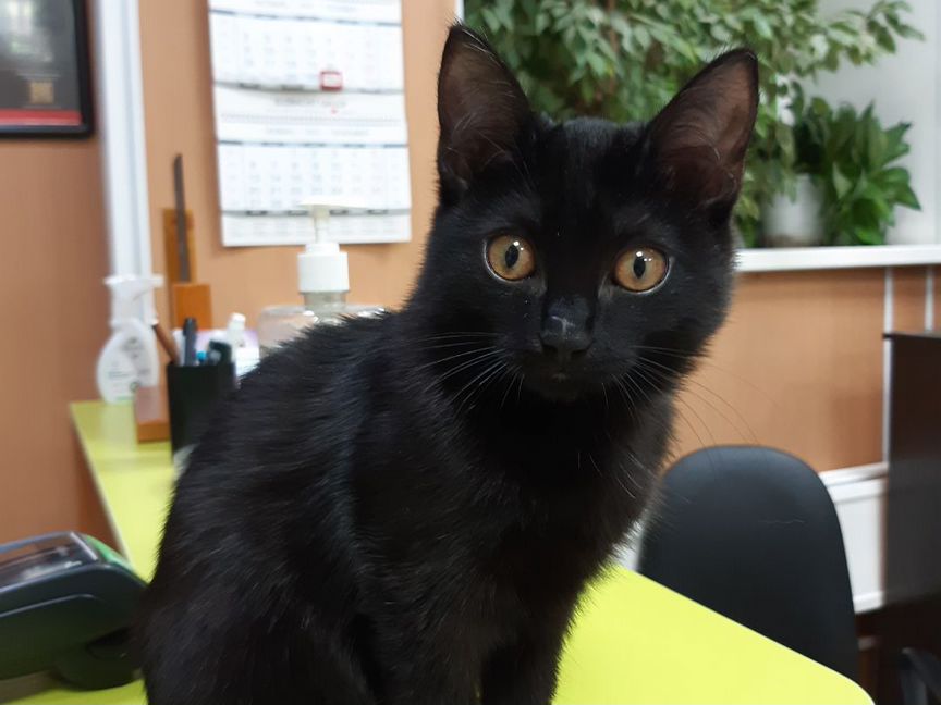 Кошечка 3-4 мес