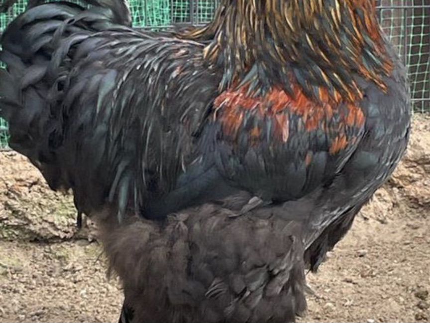 Куры петухи маран, брама