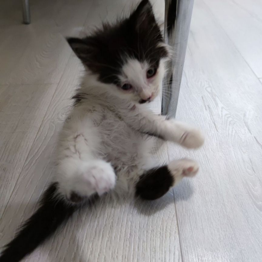 Отдадим котёнка в самые добрые руки
