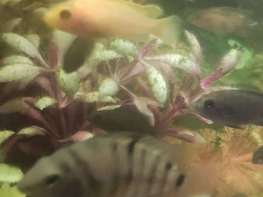 Мальки малавийцев