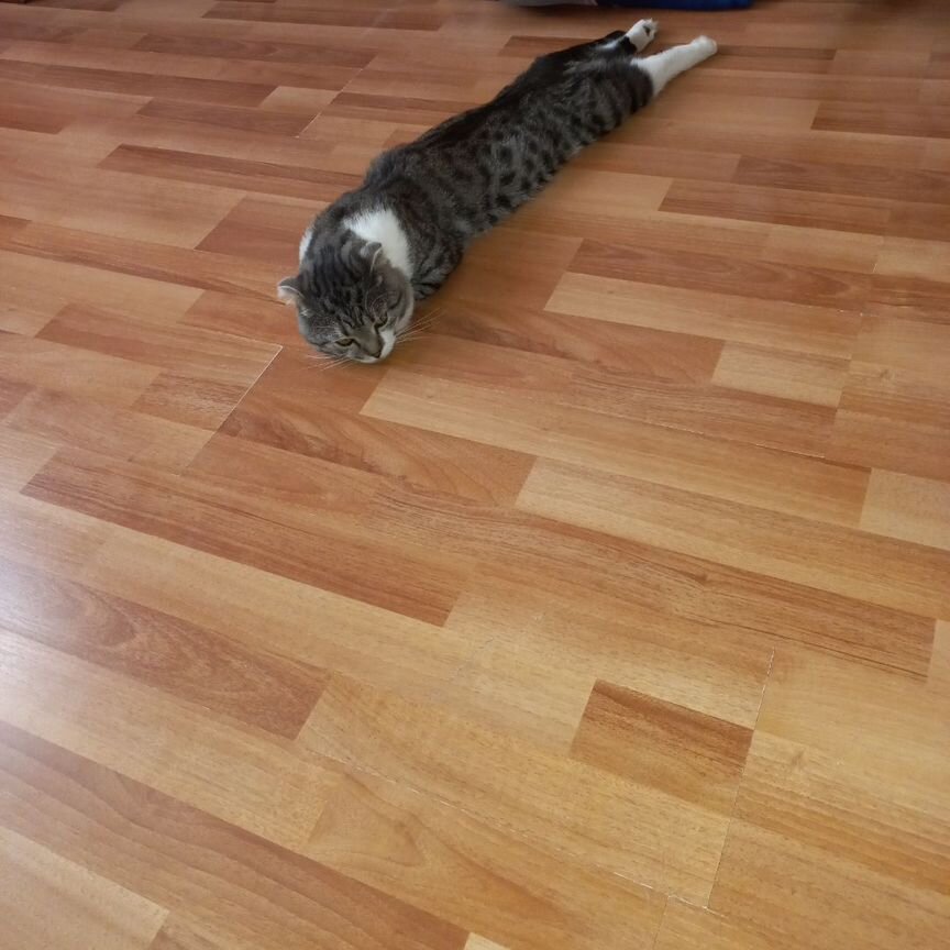 Наш ласковый котик