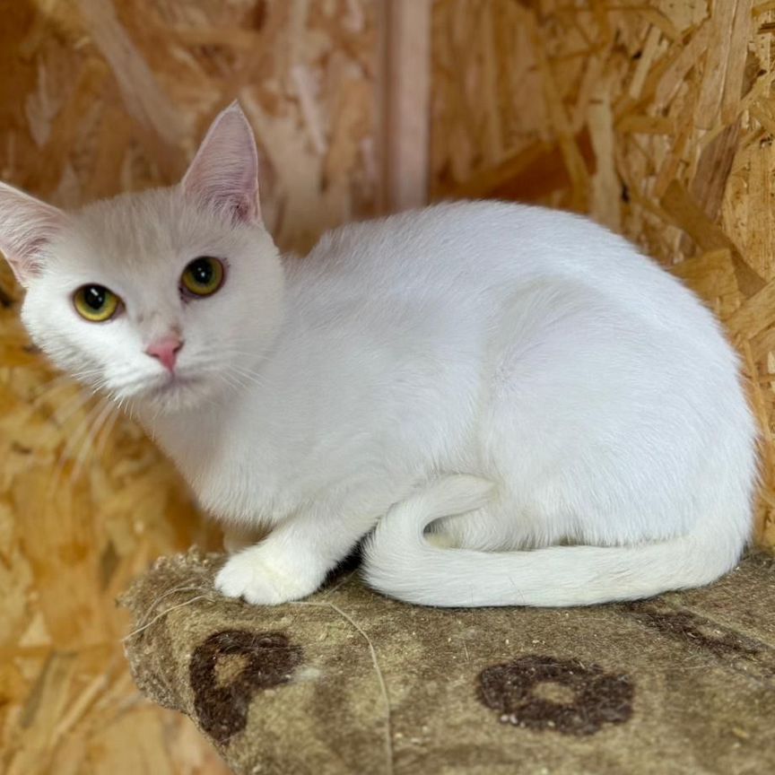 Кошечка Снежинка из приюта