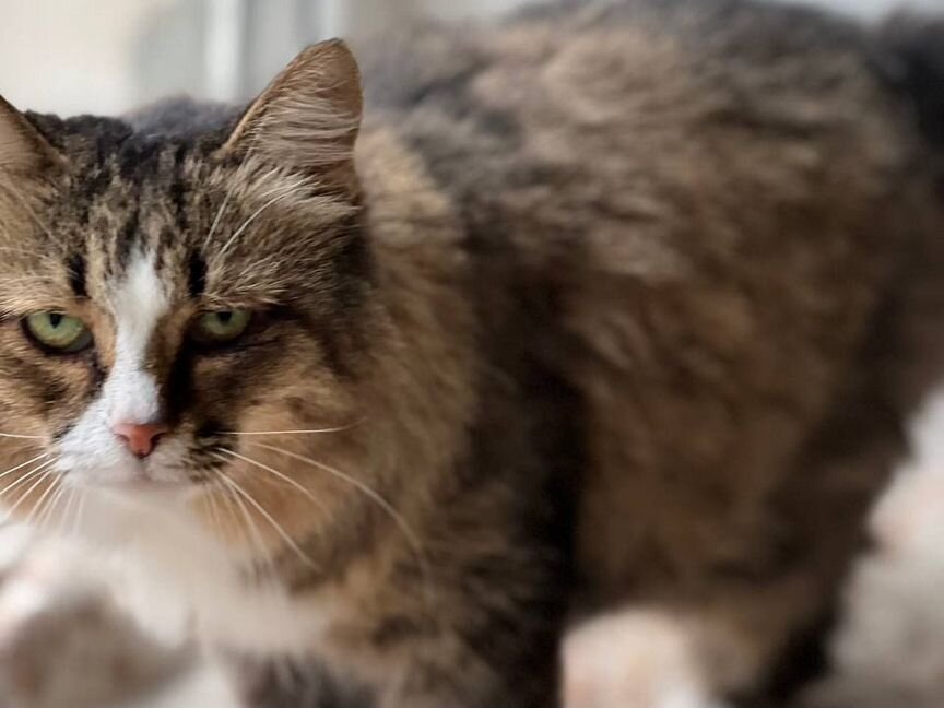 Кошка