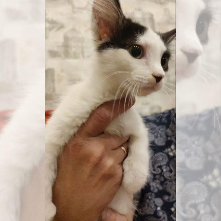 Отдам котенка в добрые руки