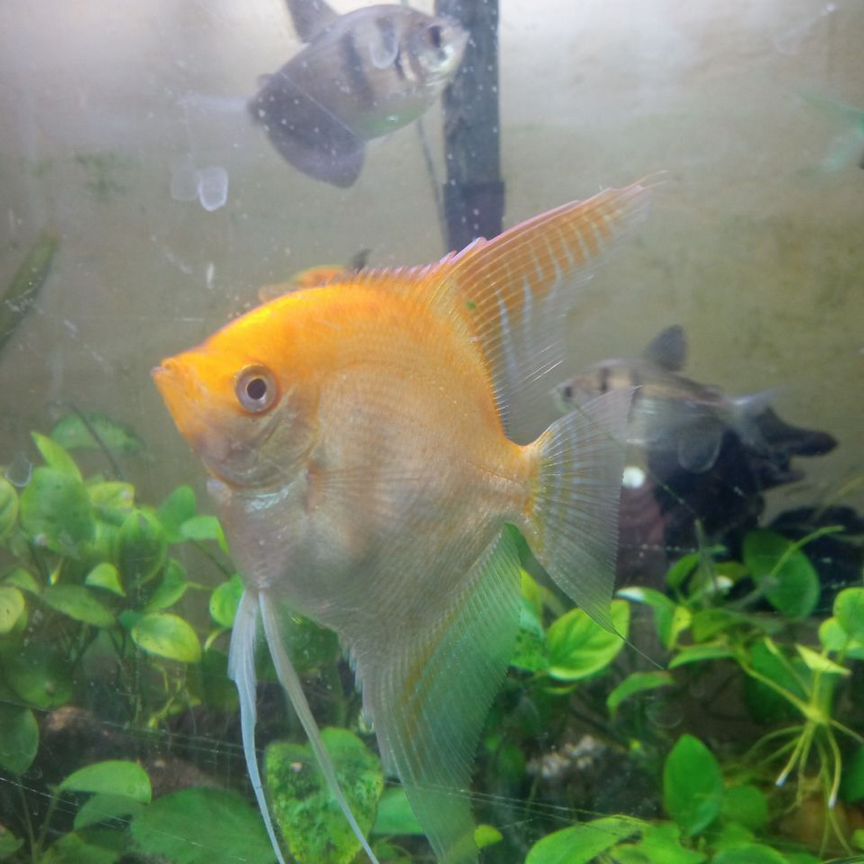 Икромечущая пара скалярий и мальки