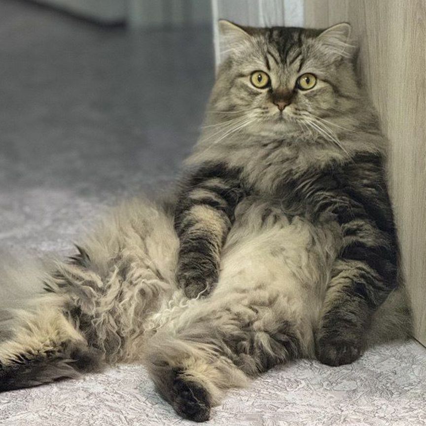 Сибирский, взрослый кот