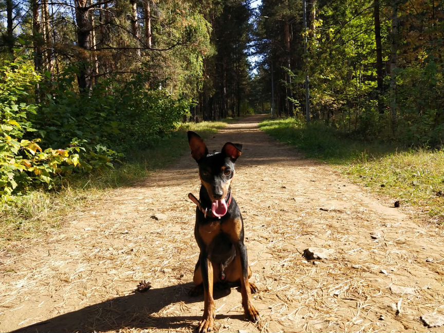 Вязка цвергпинчер