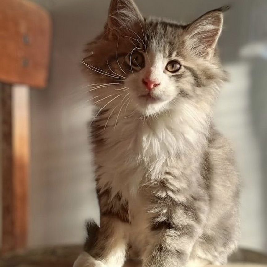 Мейн-кун котик