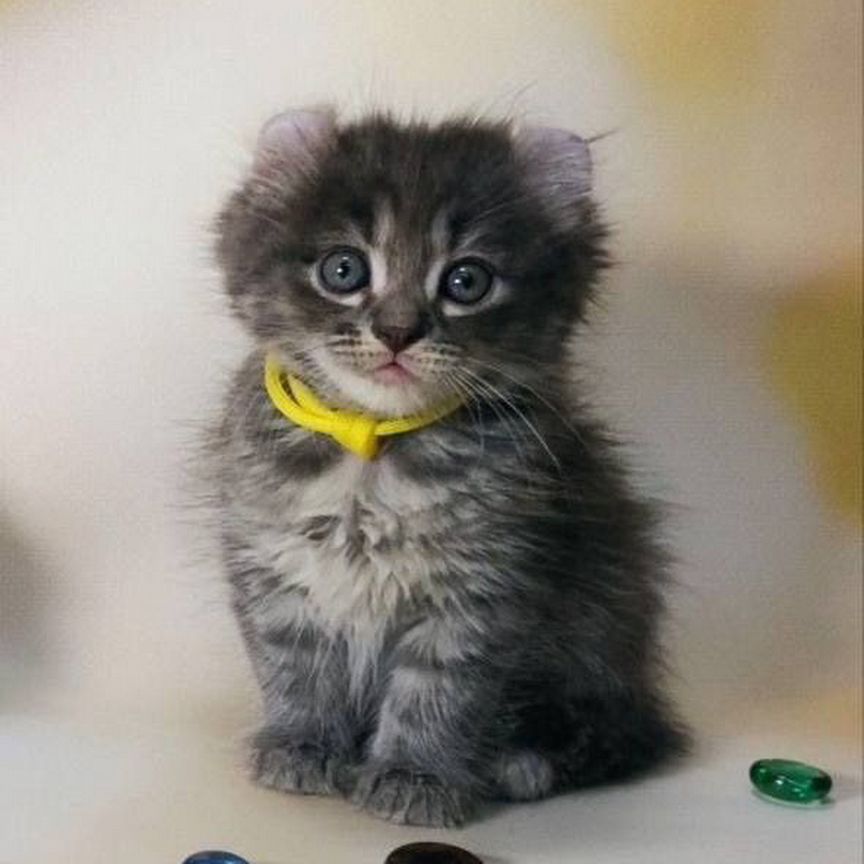 Американский керл кошка