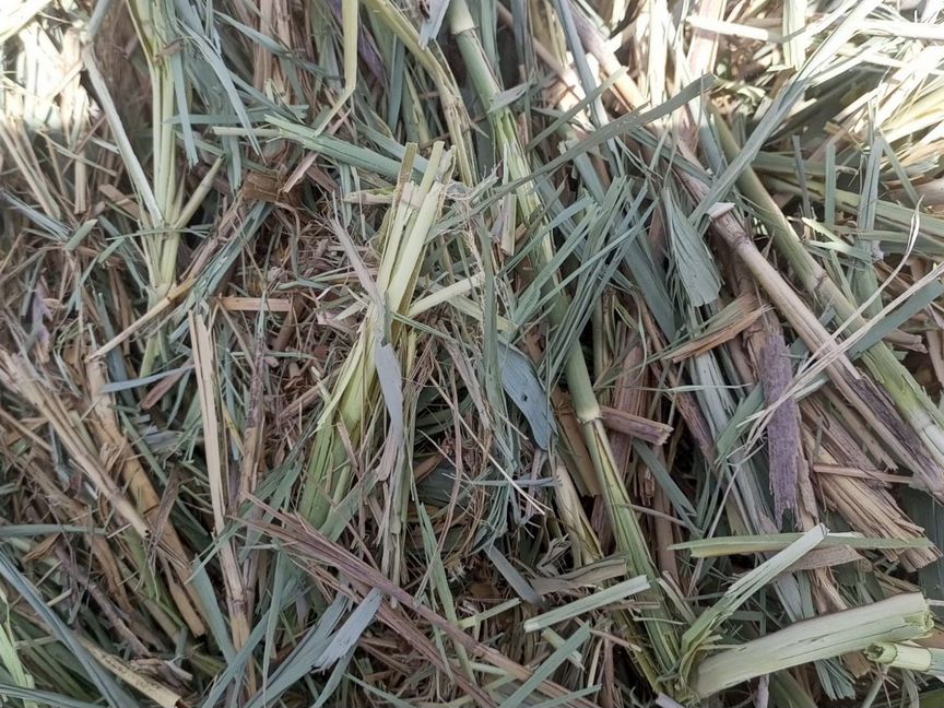 Сено Камыша в тюках