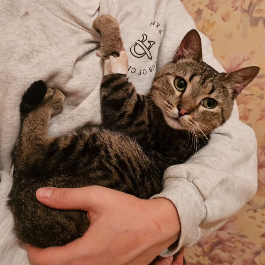 Кот 1 год камышовый найден котик
