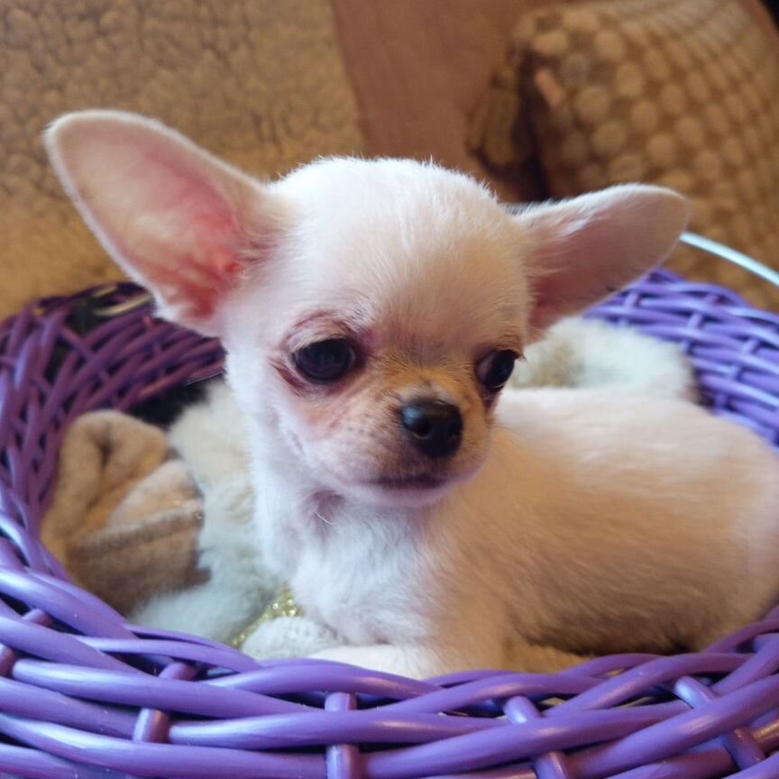 Чихуахуа, щенок