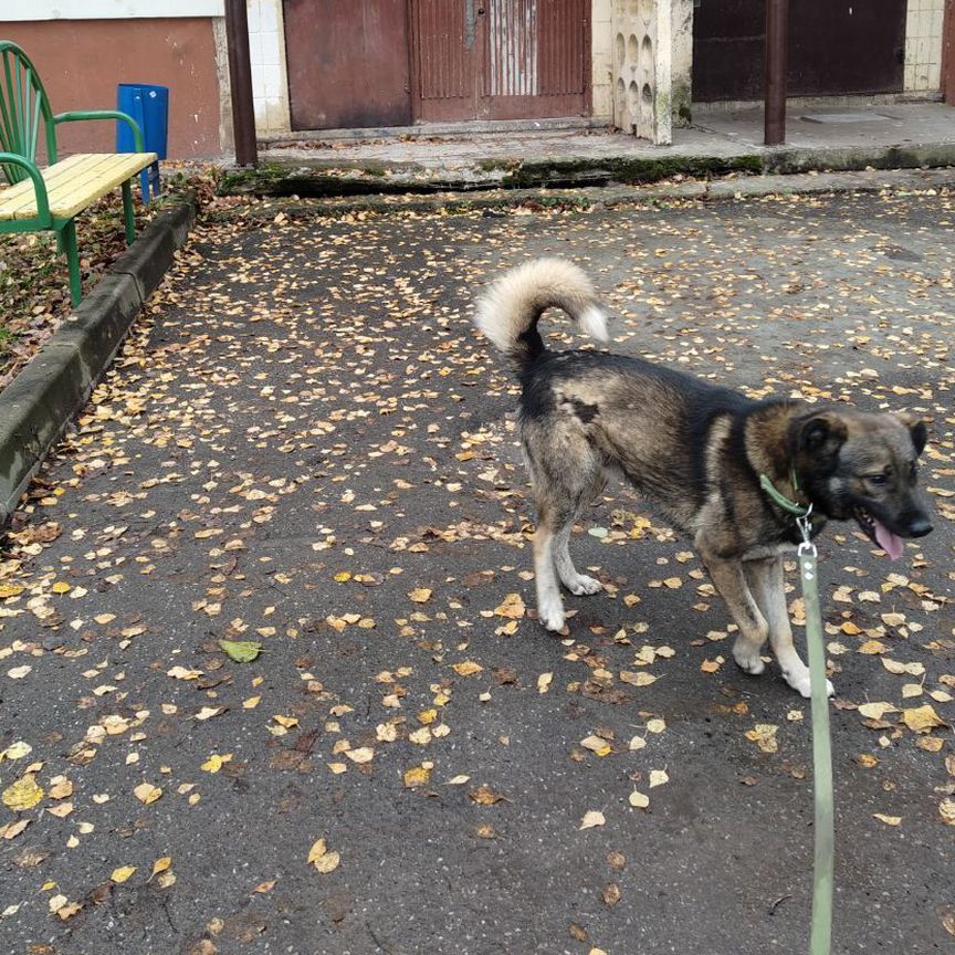 Взрослая собака в добрые руки