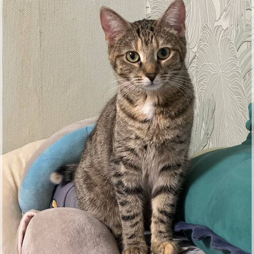 Взрослая, кошка в добрые руки