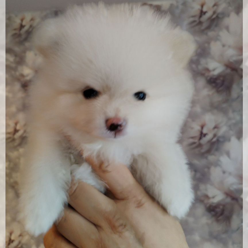 Померанский шпиц, щенок