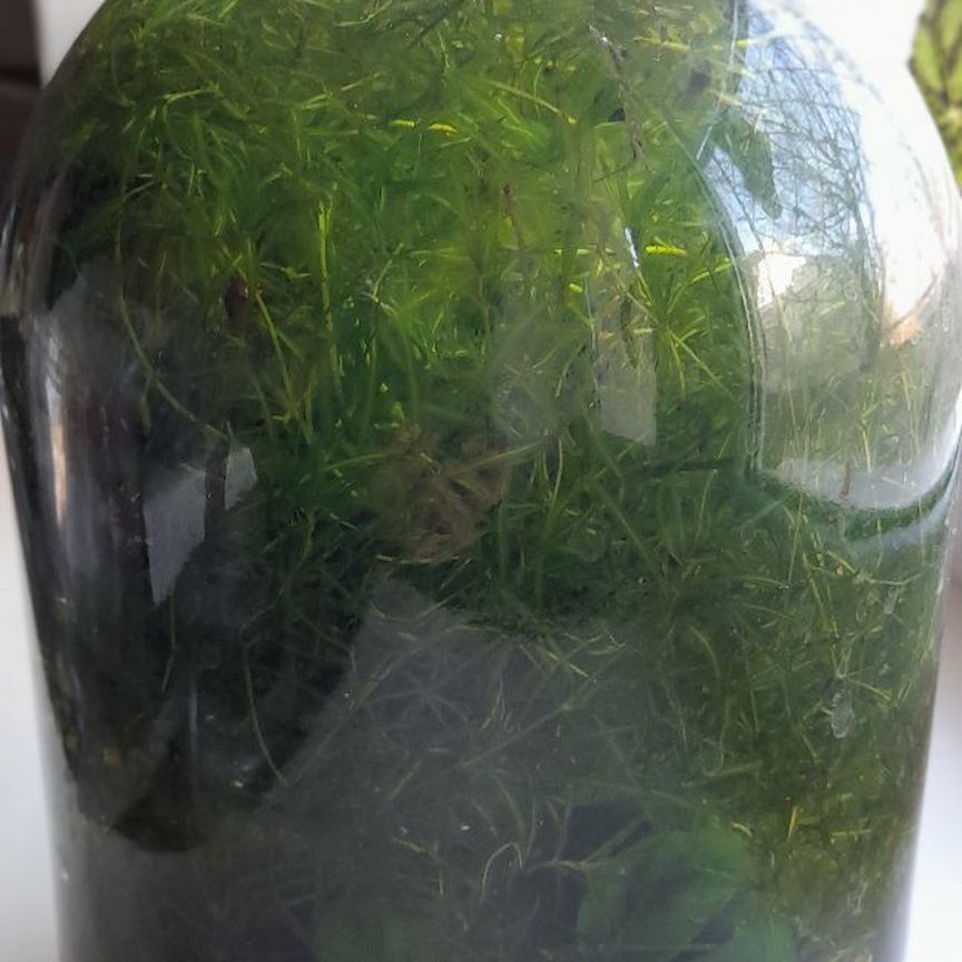 Водососли для аквариума