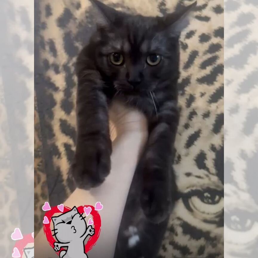 Британский длинношёрстный котёнок