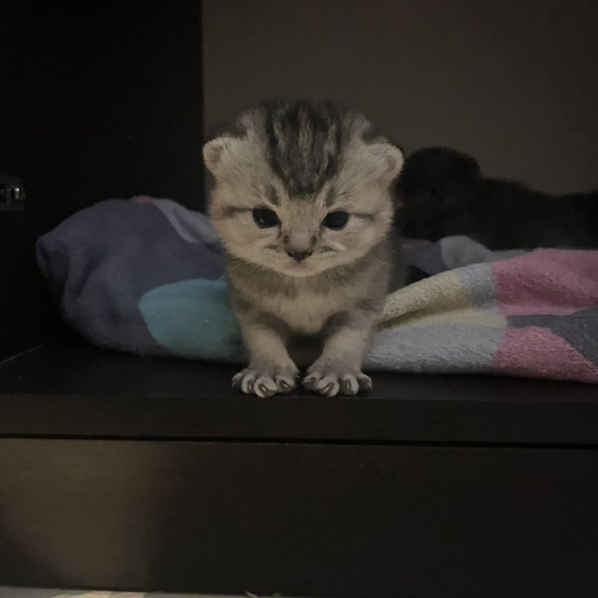 Вислоухие котята