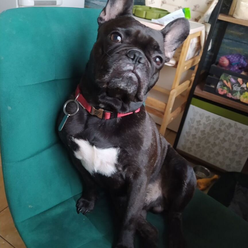 Французский бульдог отдам в добрые руки