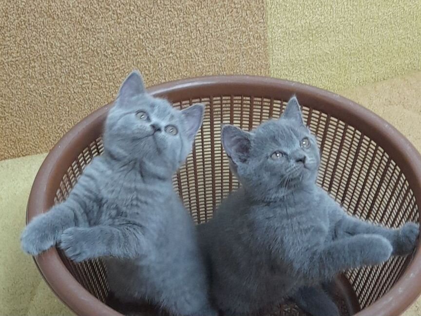 Британские котята короткошерстные