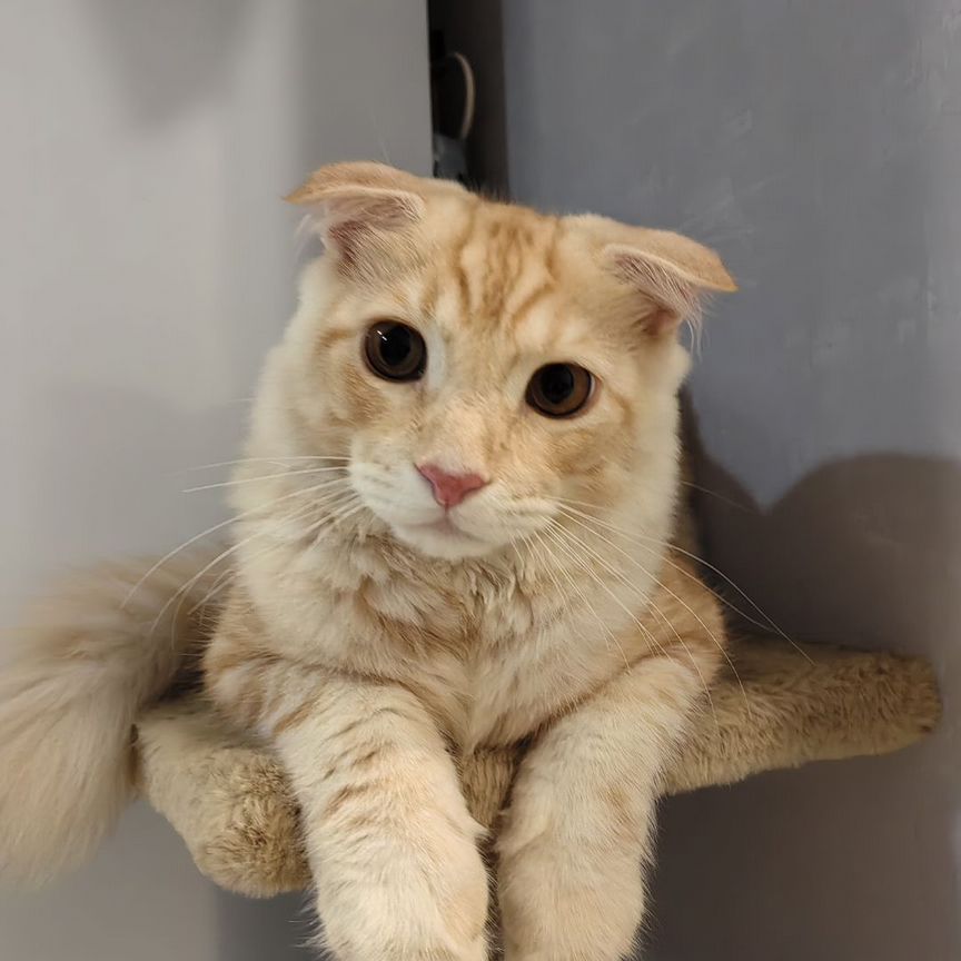 Котик Мейнкун