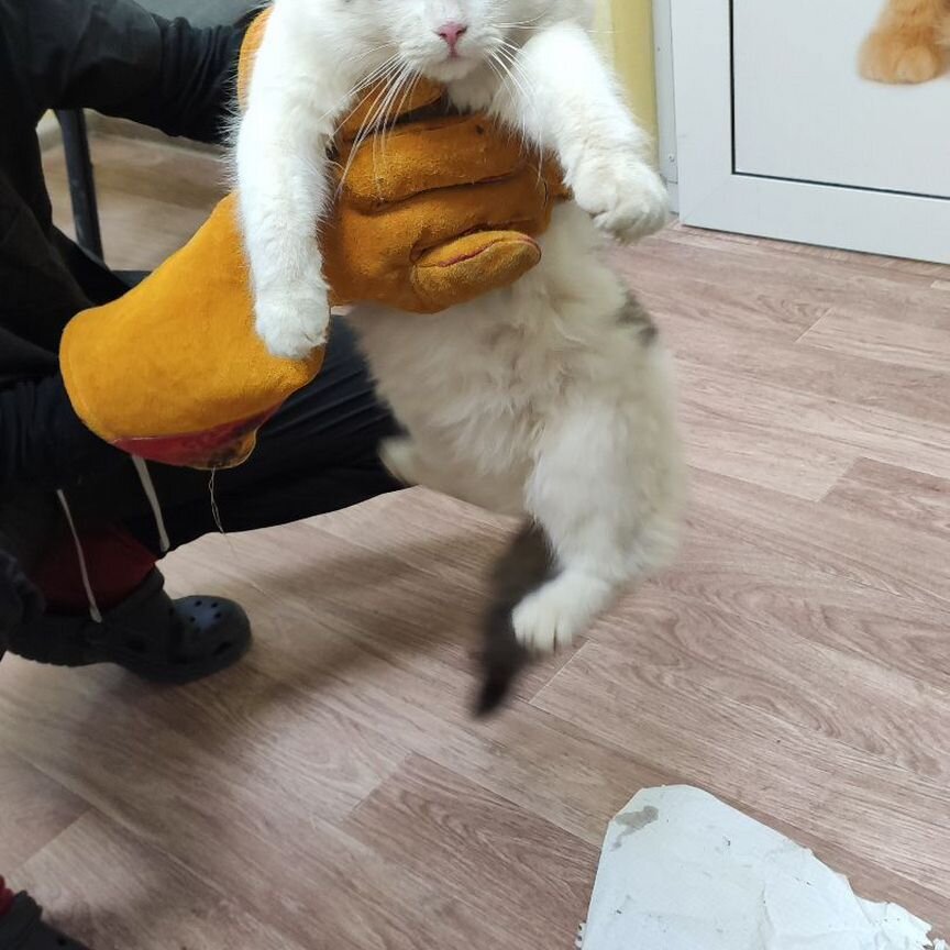 Большой плюшевый мишка