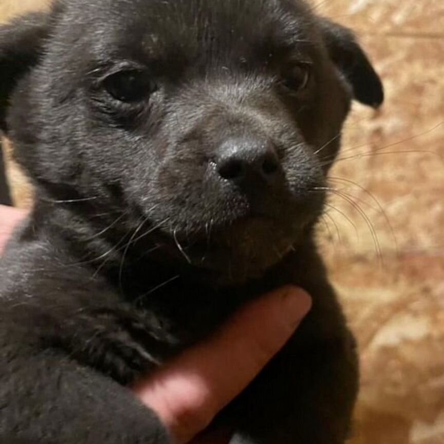 Щенки мальчики даром