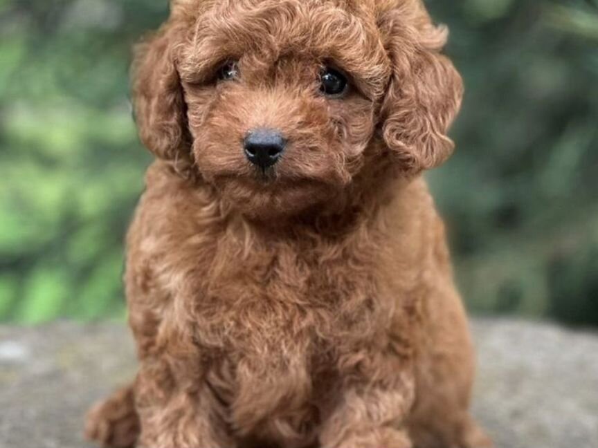 Мальтипу ф1 мини красавица