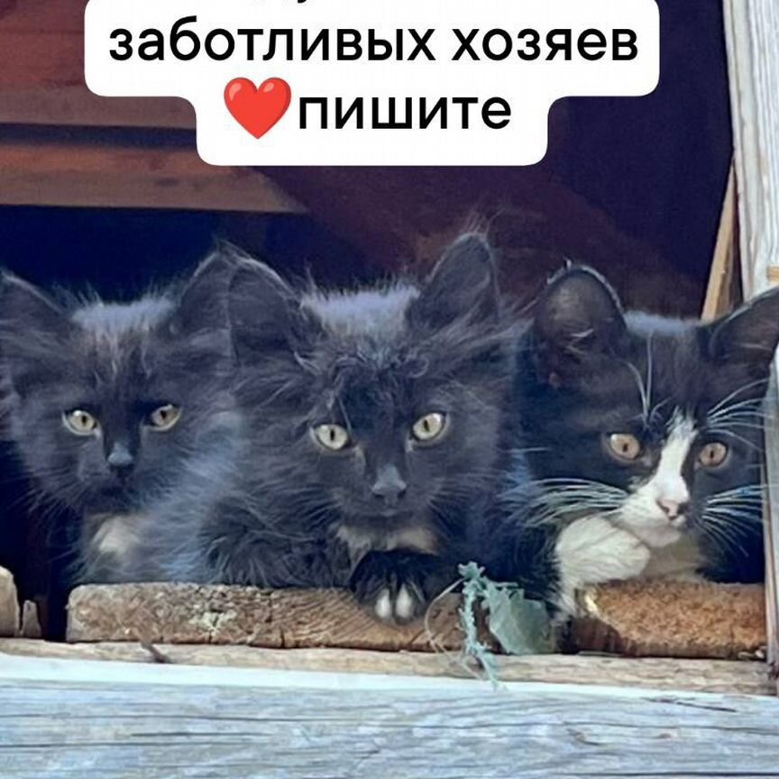 Котята ищут заботливых хозяев