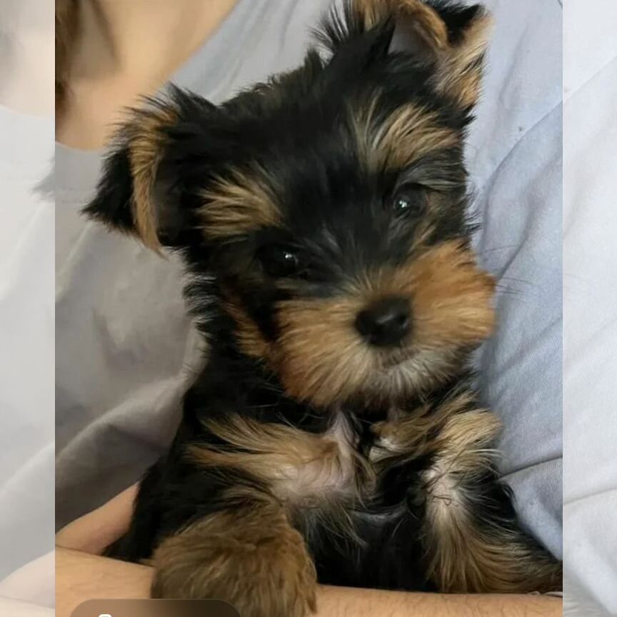 Йоркширский терьер, щенок