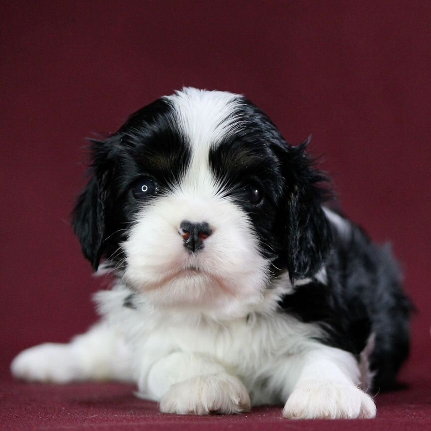 Кавалер кинг-чарльз-спаниель, щенок