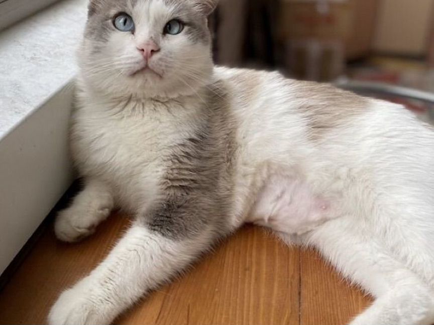 Косенький ласковый кот в добрые руки