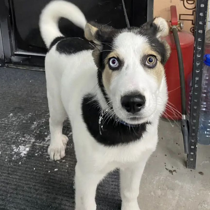 Щенок в добрые руки