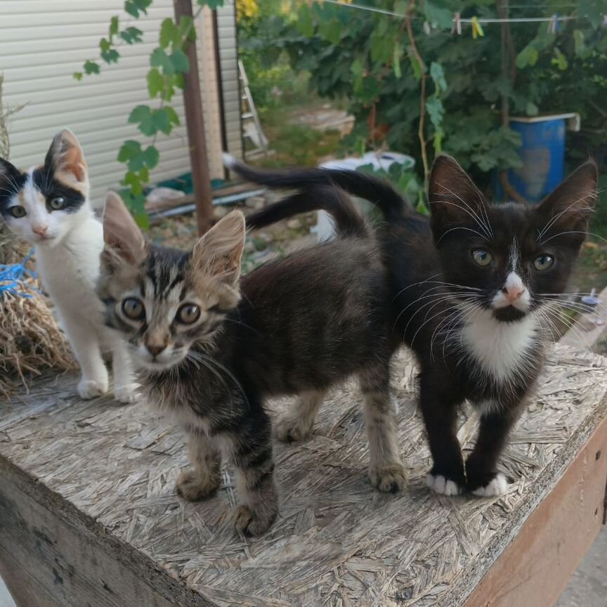 Котята в добрые руки бесплатно