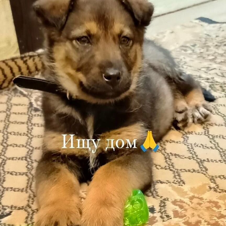 Щенок в добрые руки