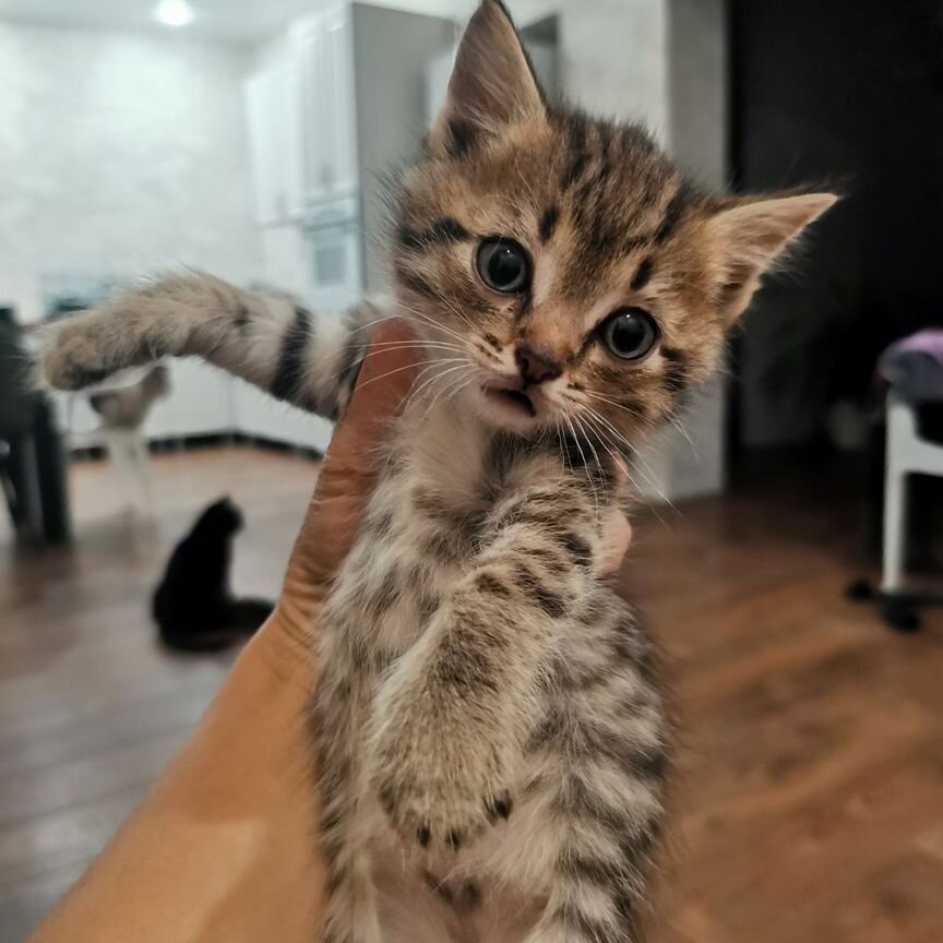 Котята в добрые руки бесплатно