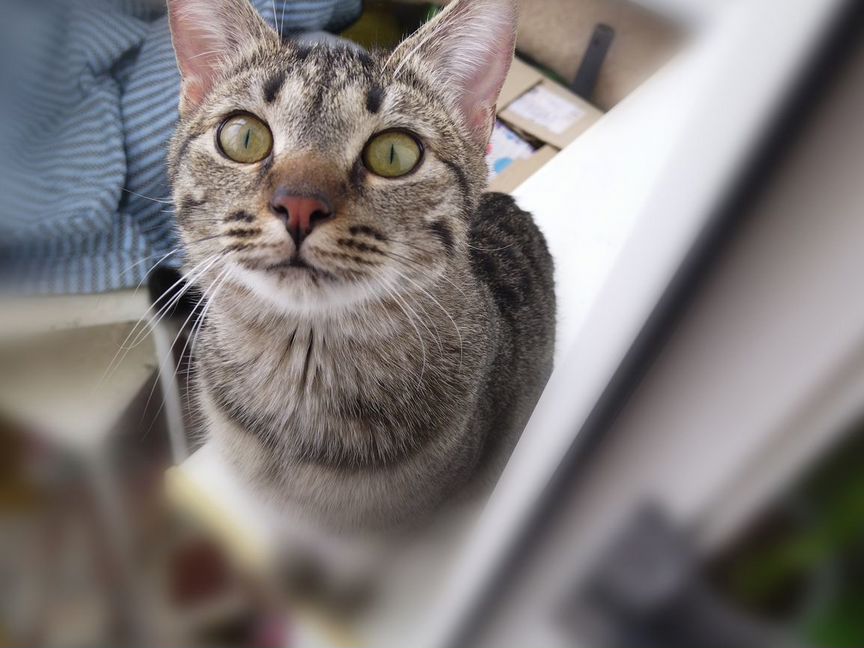 Всем котам кот подрастает