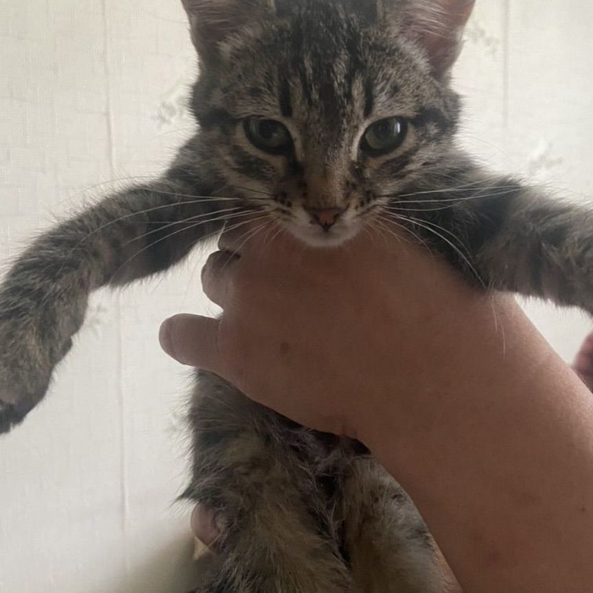 Котята бесплатно