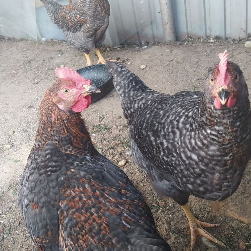 Продам петуха с курочкой доминанты