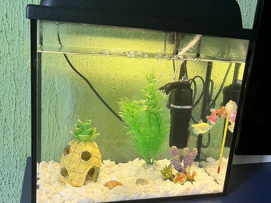 Аквариум всё включено + 3 рыбки