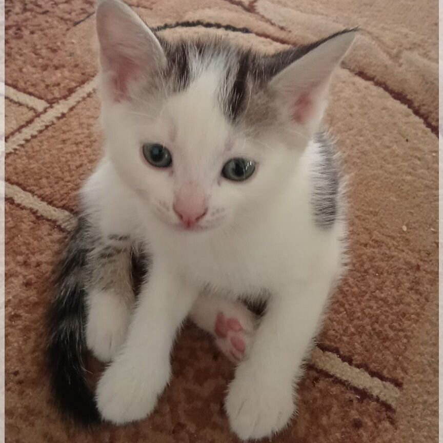 Котята в добрые руки мальчики, 1.5 месяца