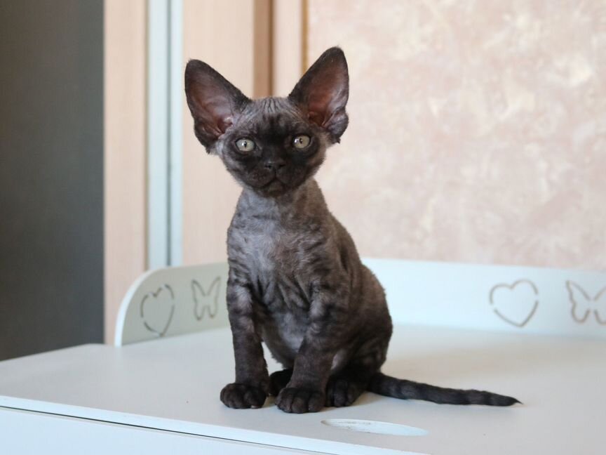 Котик окраса черный дым