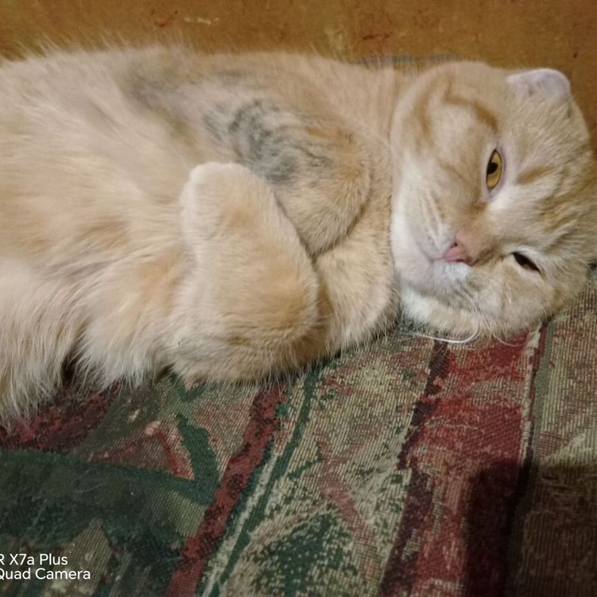 Шотландский кот