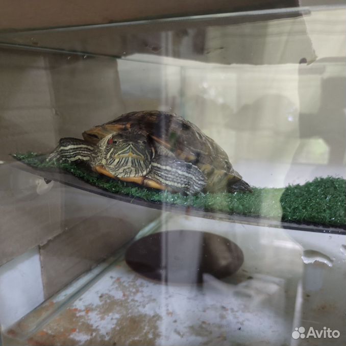 Красноухая черепаха с аквариумом