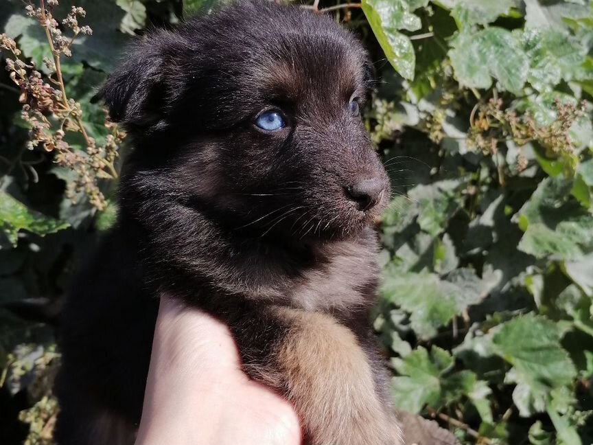 Собака