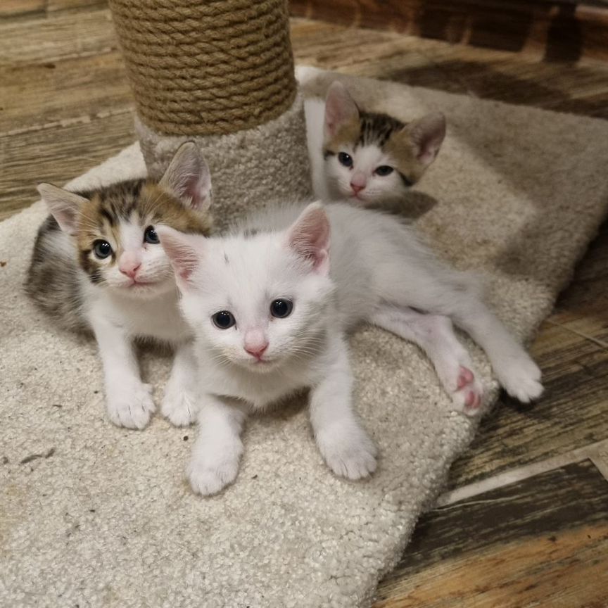 Котята в добрые руки