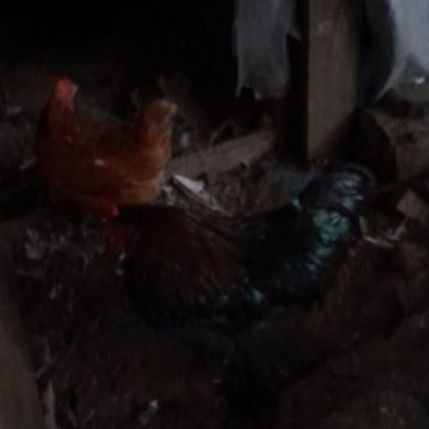 Продам куриц, с петухами